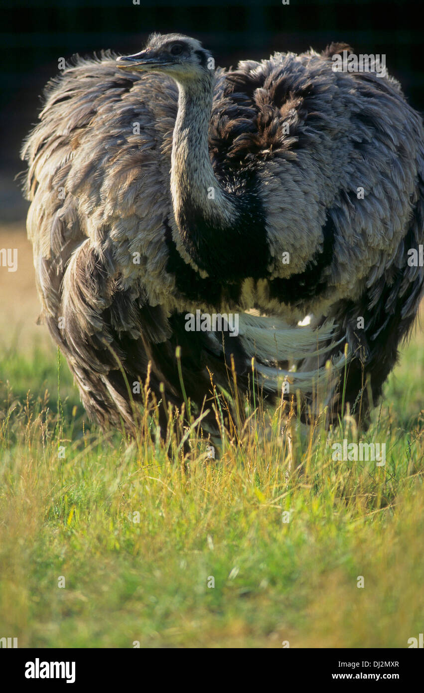 Nandu (Rhea americana), Greater Rhea (Rhea americana Stock Photo - Alamy