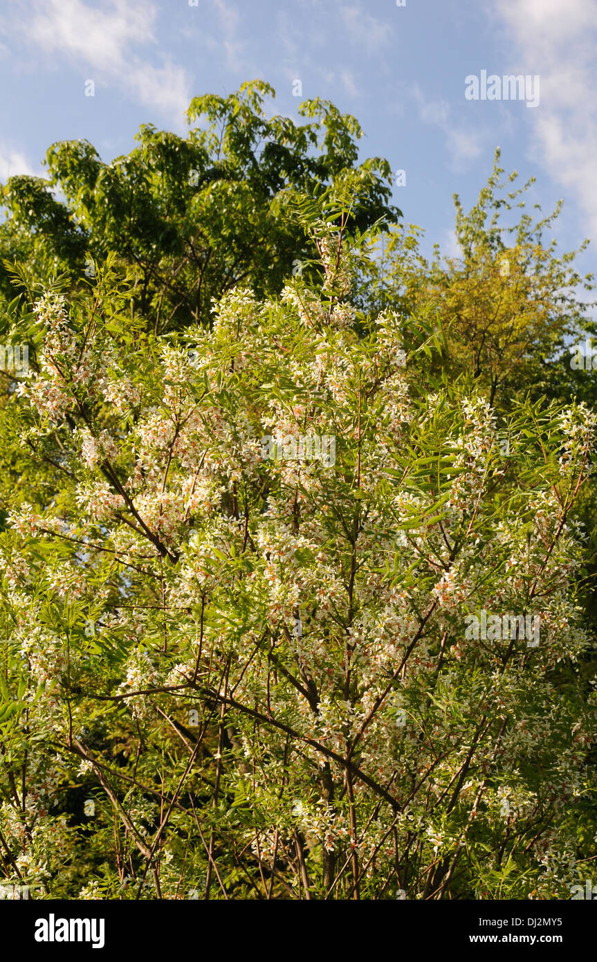 Xanthoceras hi-res stock photography and images - Alamy