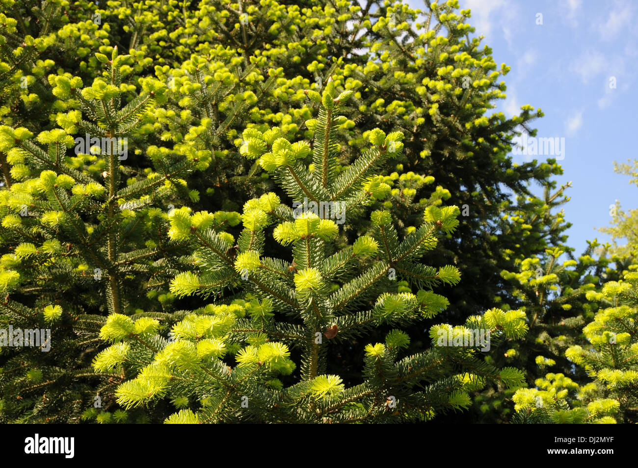 Greek firs hi-res stock photography and images - Alamy