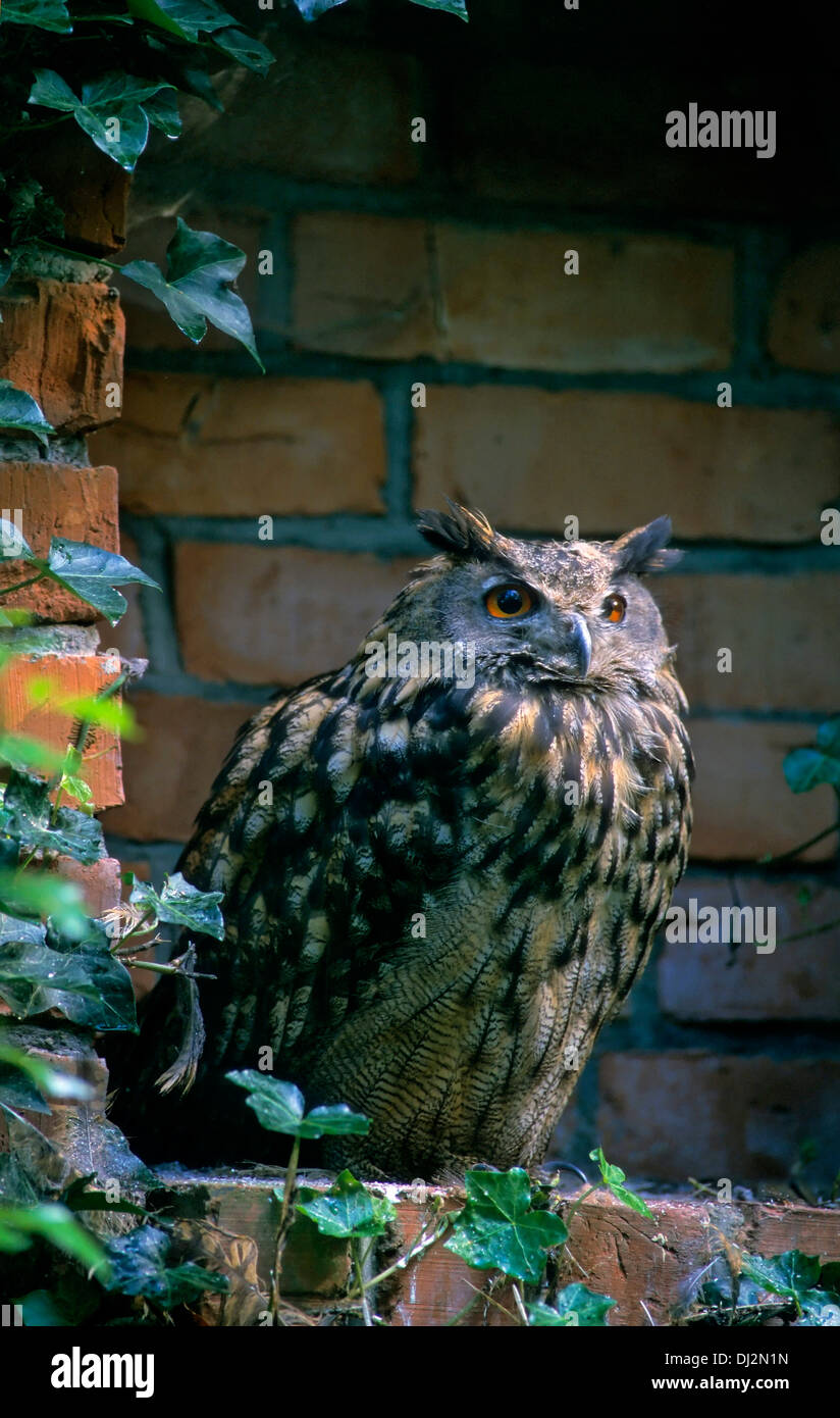 Uhu (Bubo Bubo), Eurasian Eagle-Owl (Bubo bubo Stock Photo - Alamy
