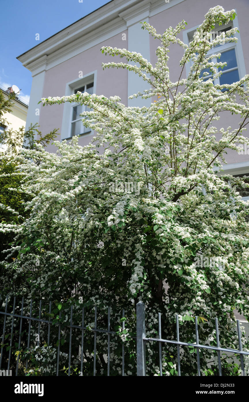 Cotoneaster multiflorus hi-res stock photography and images - Alamy
