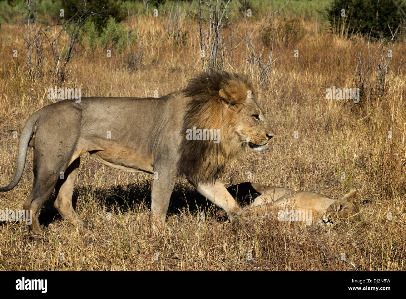 Lion hunt elephant hi-res stock photography and images - Alamy