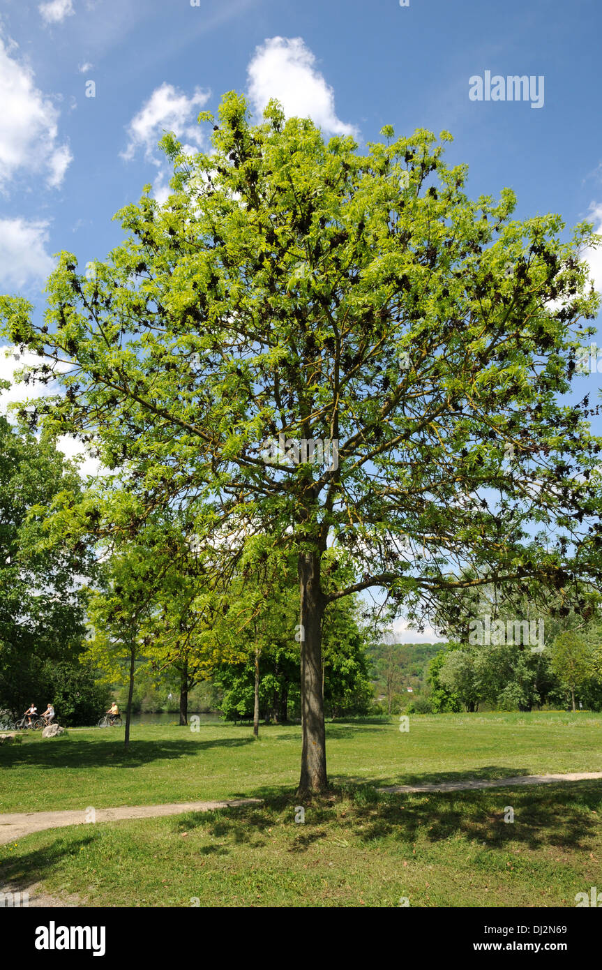 Baum male hi-res stock photography and images - Alamy