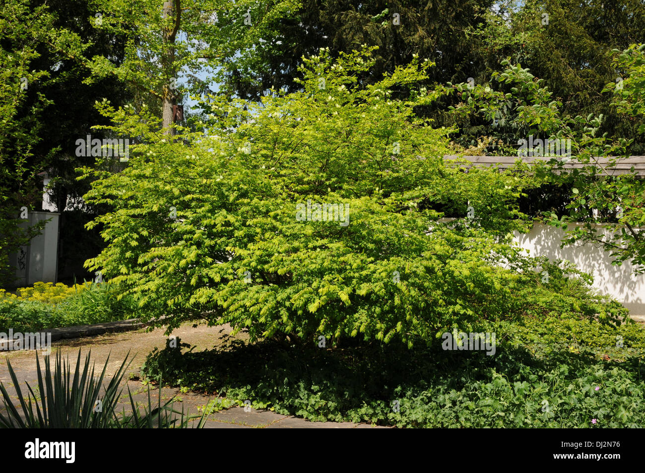 Spindle shrub hi-res stock photography and images - Alamy