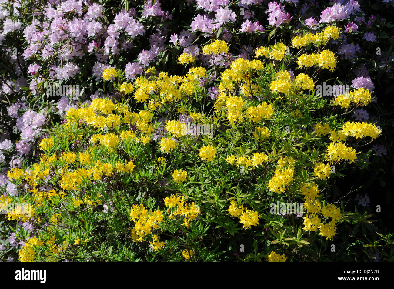 Yellow alpenrose hi-res stock photography and images - Alamy