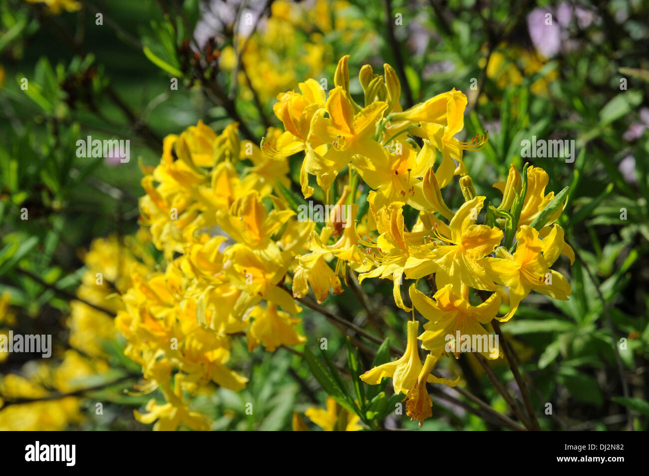 Azalea flor azalea hi-res stock photography and images - Alamy