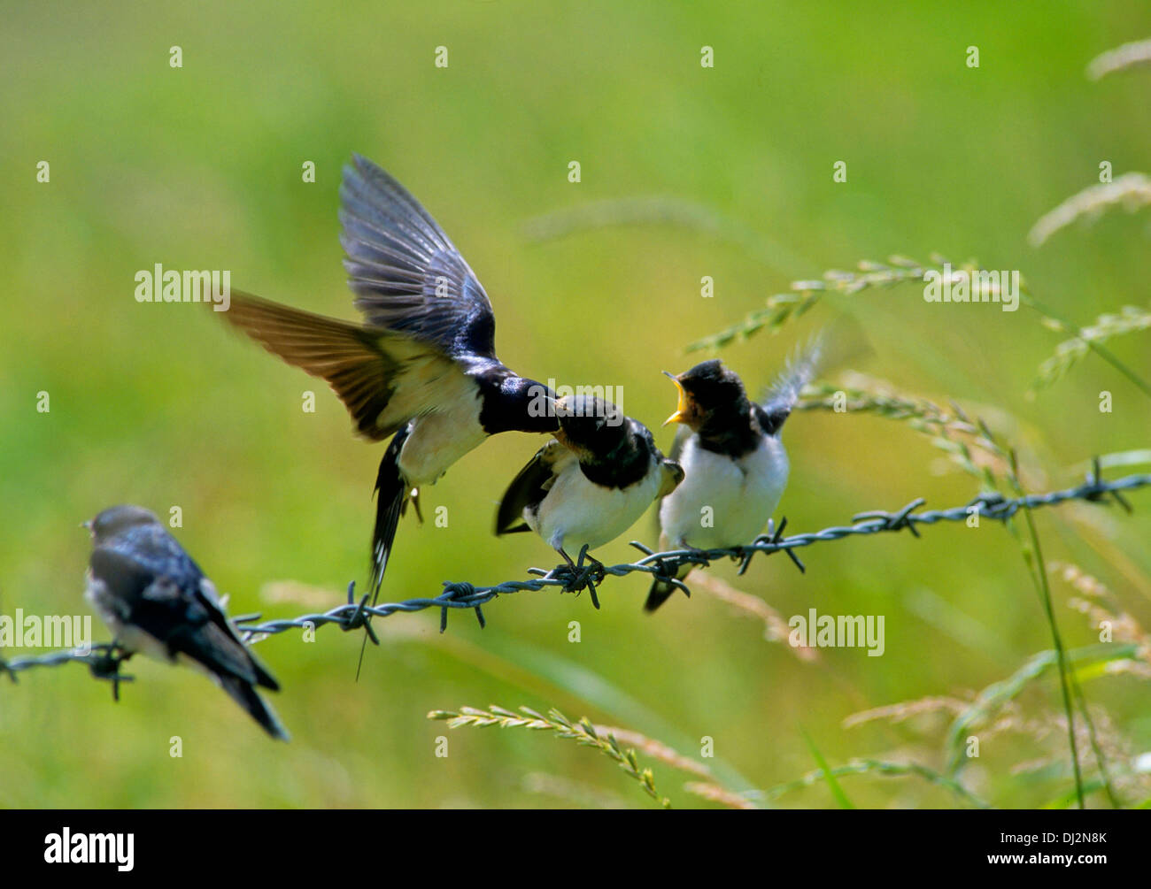 Rauchschwalbe hirundo rustica hi-res stock photography and images - Alamy