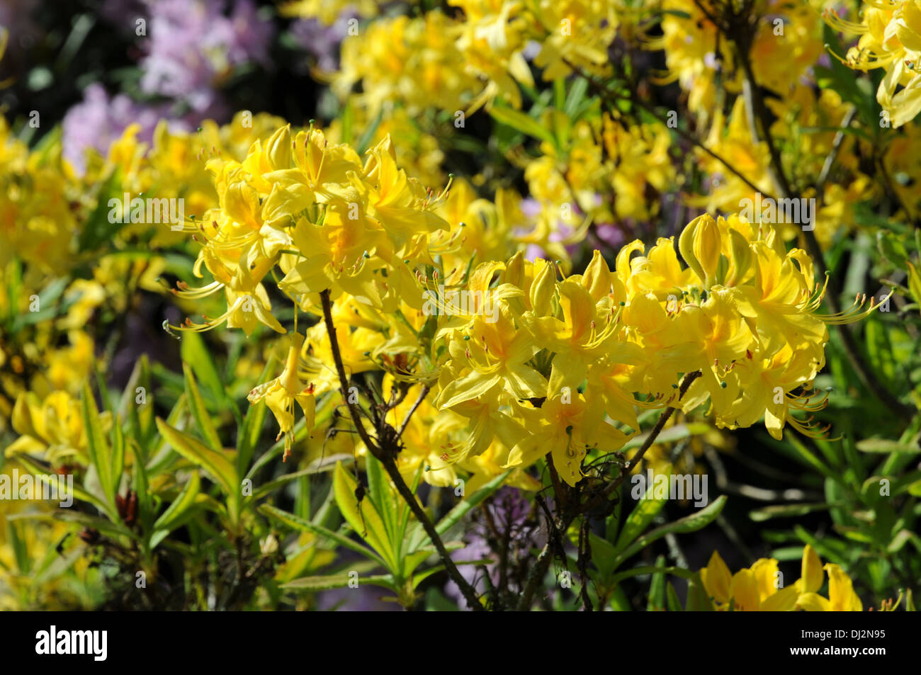 Yellow alpenrose hi-res stock photography and images - Alamy