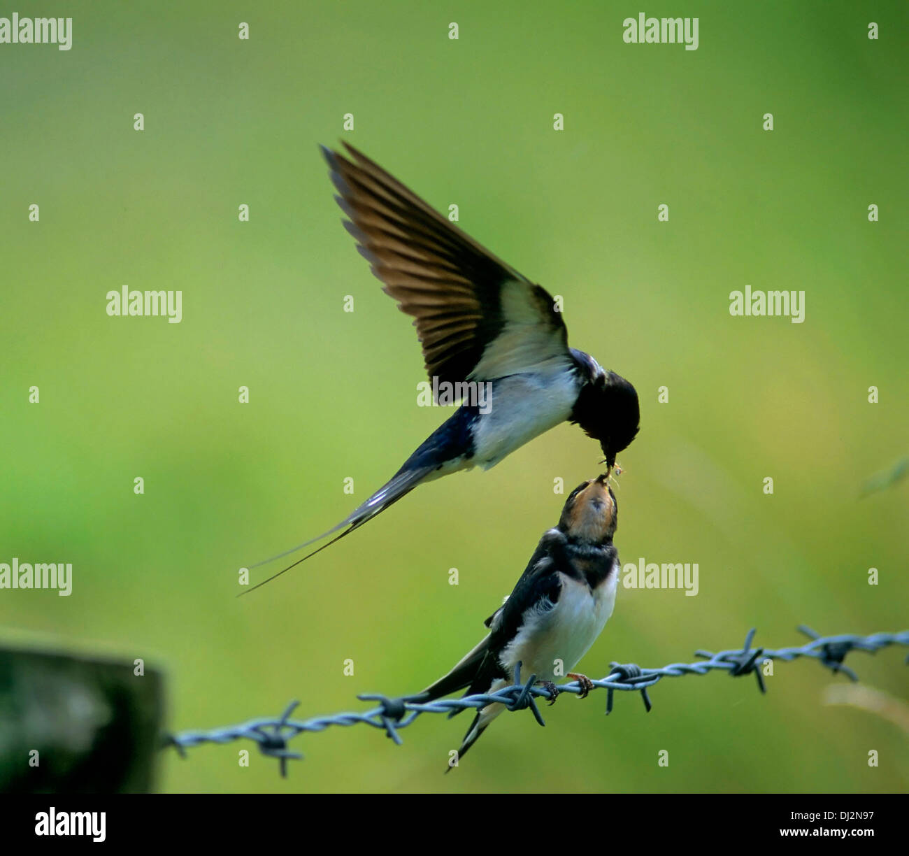 Rauchschwalbe hirundo rustica hi-res stock photography and images - Alamy