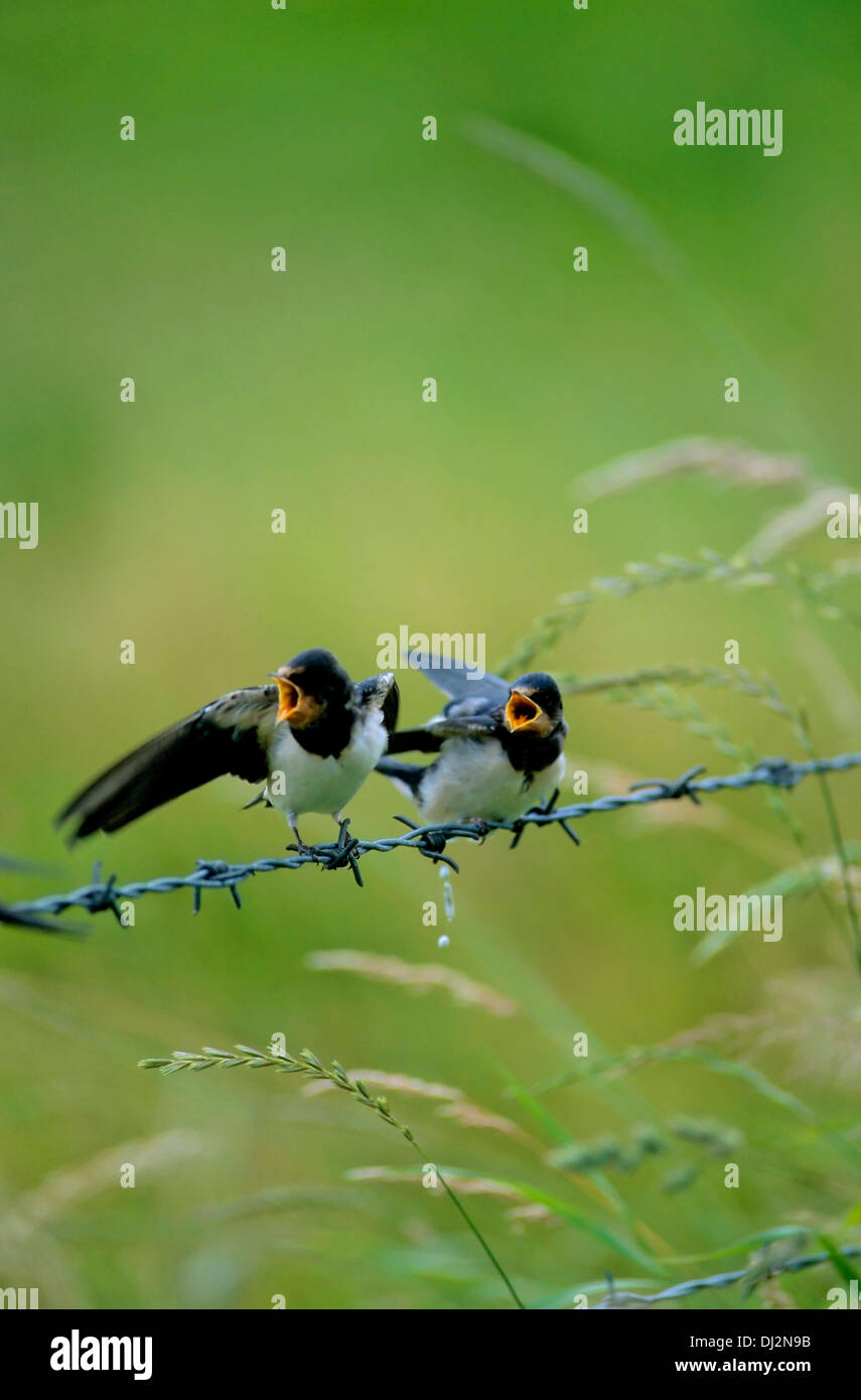 Barn Swallow (Hirundo rustica), Rauchschwalbe (Hirundo rustica Stock ...