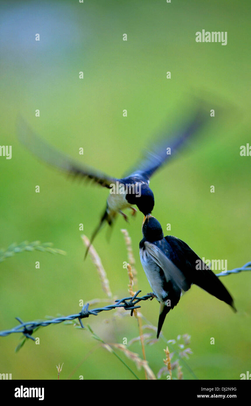 Barn Swallow (Hirundo rustica), Rauchschwalbe (Hirundo rustica Stock ...