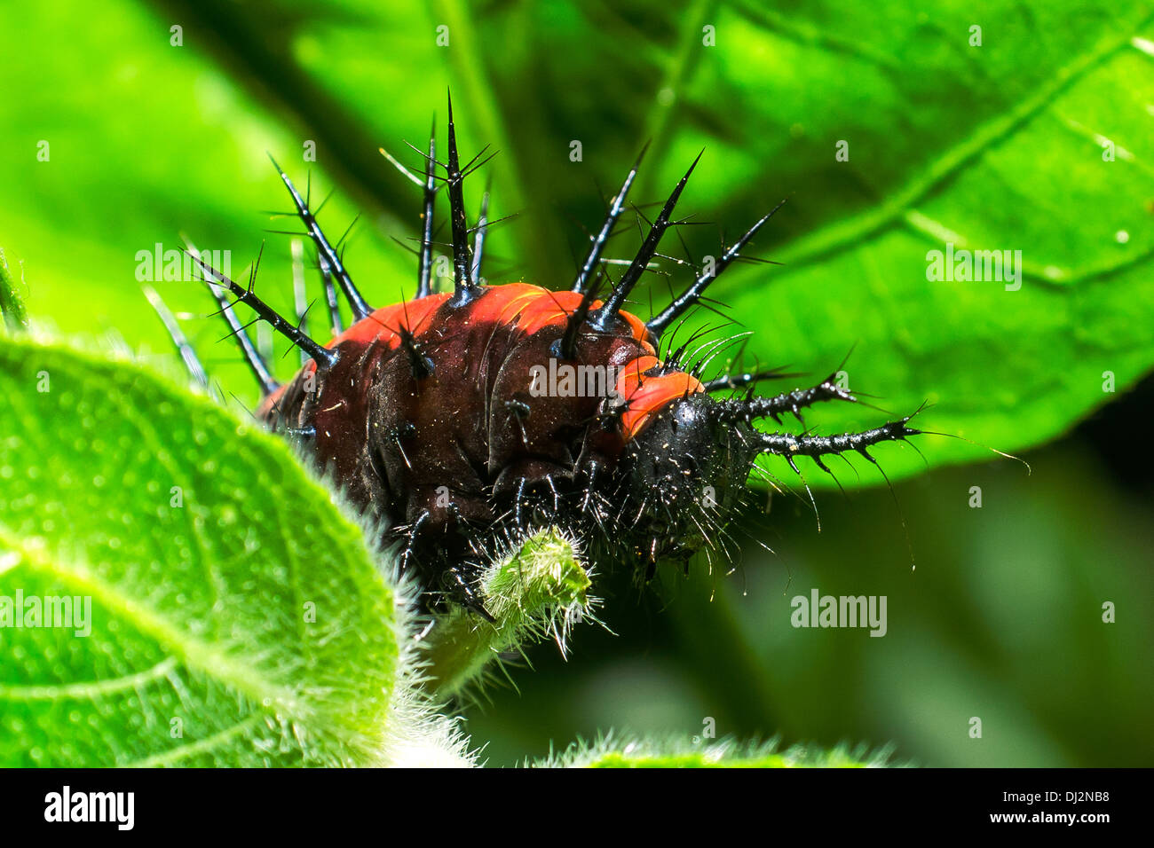 Black Red Caterpillar High Resolution Stock Photography and Images - Alamy
