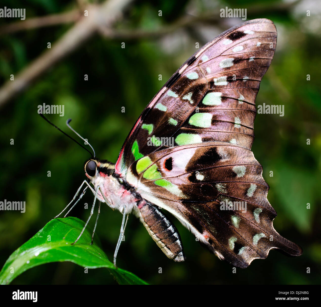 Grey winged butterfly hi-res stock photography and images - Alamy