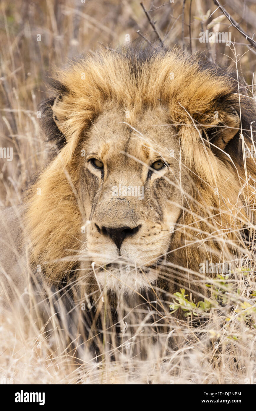 Lion portrait in nature hi-res stock photography and images - Alamy
