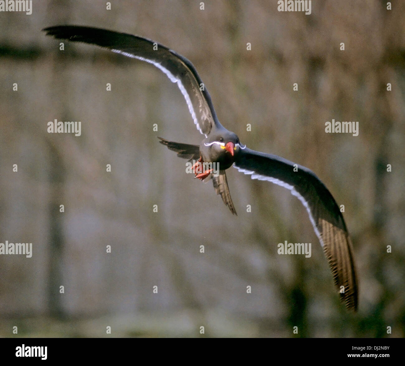 Inca Tern (Larosterna inca), Inkaseeschwalbe (Larosterna inca Stock ...