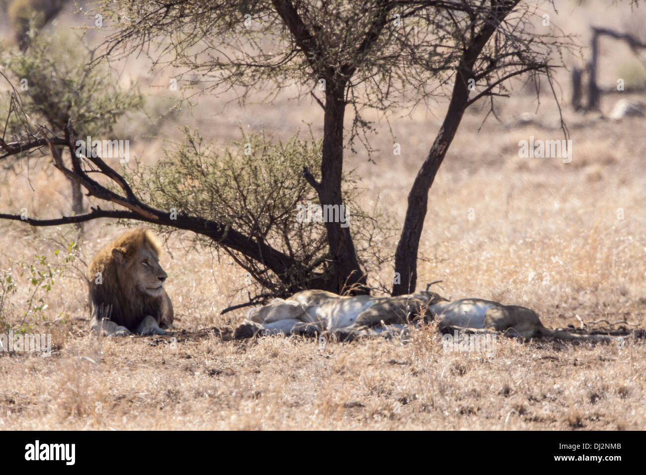 Lion (Panthera leo Stock Photo - Alamy