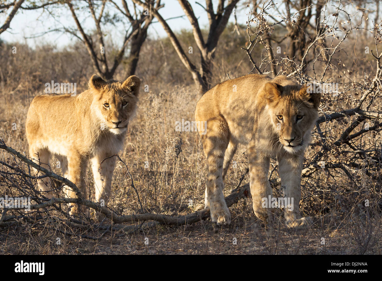 Lions in the bush hi-res stock photography and images - Alamy