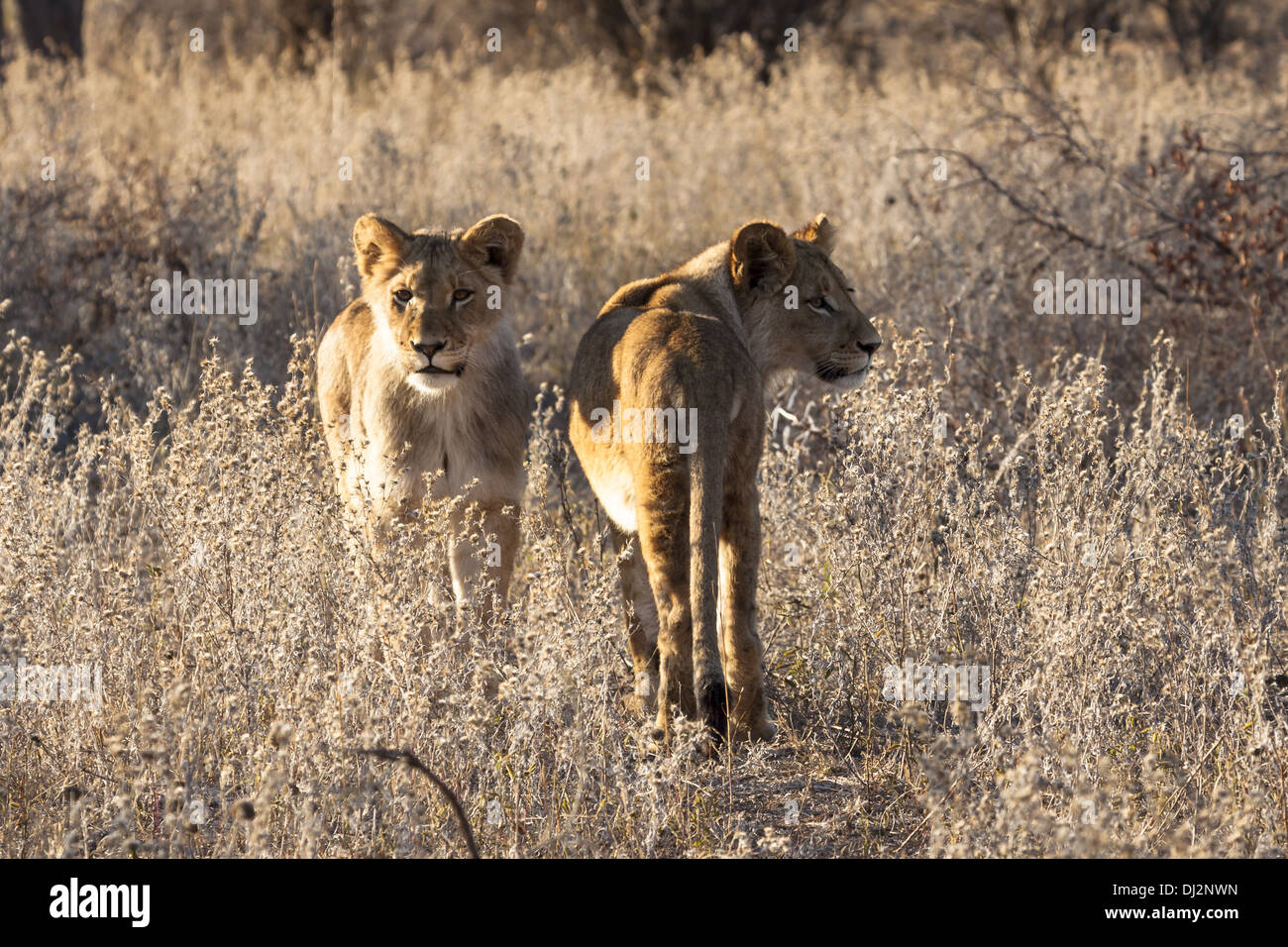Lions in the bush hi-res stock photography and images - Alamy