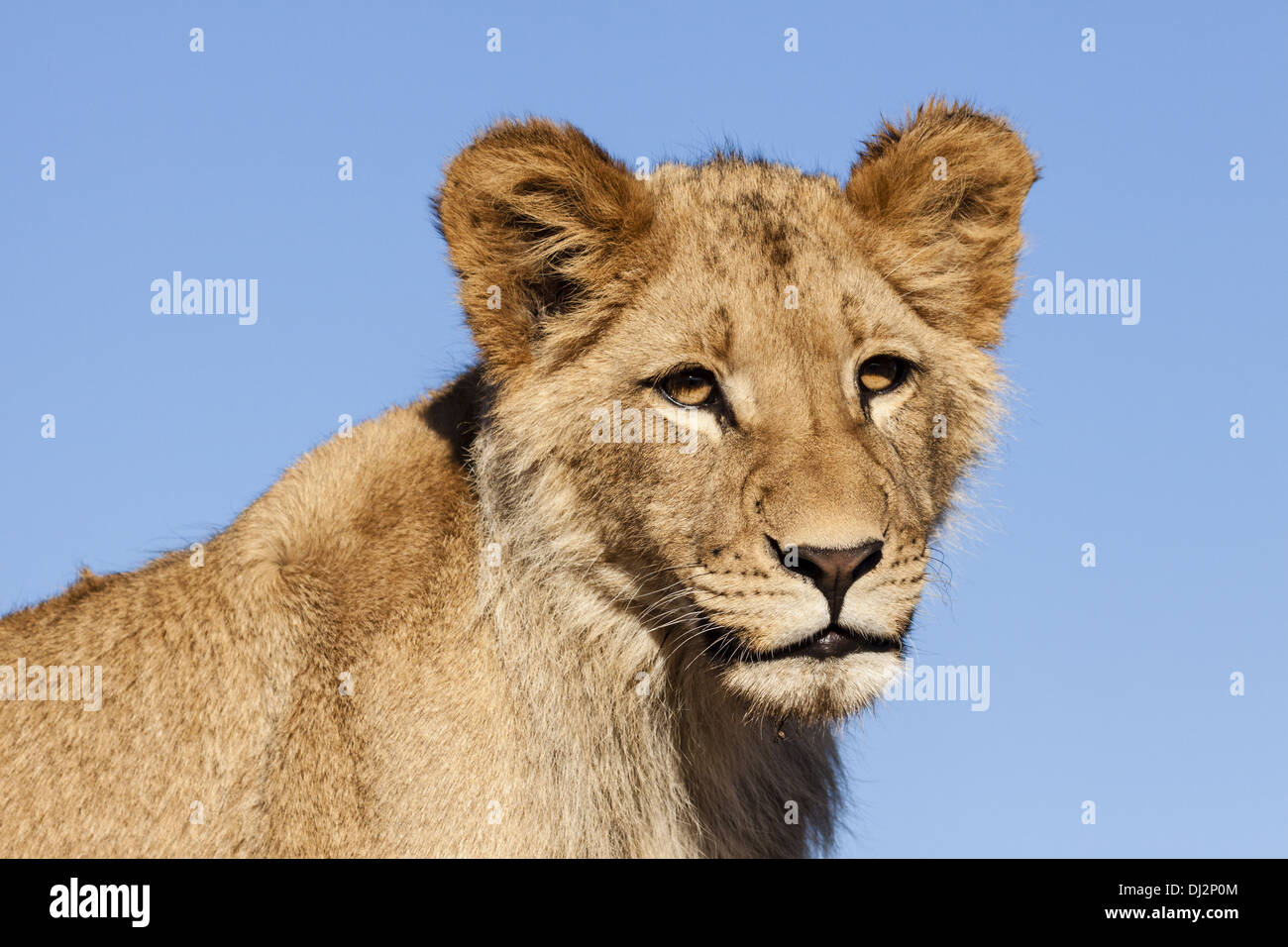 Young lion hi-res stock photography and images - Alamy