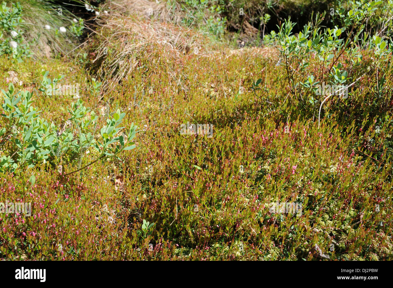 Moorbeere hi-res stock photography and images - Alamy