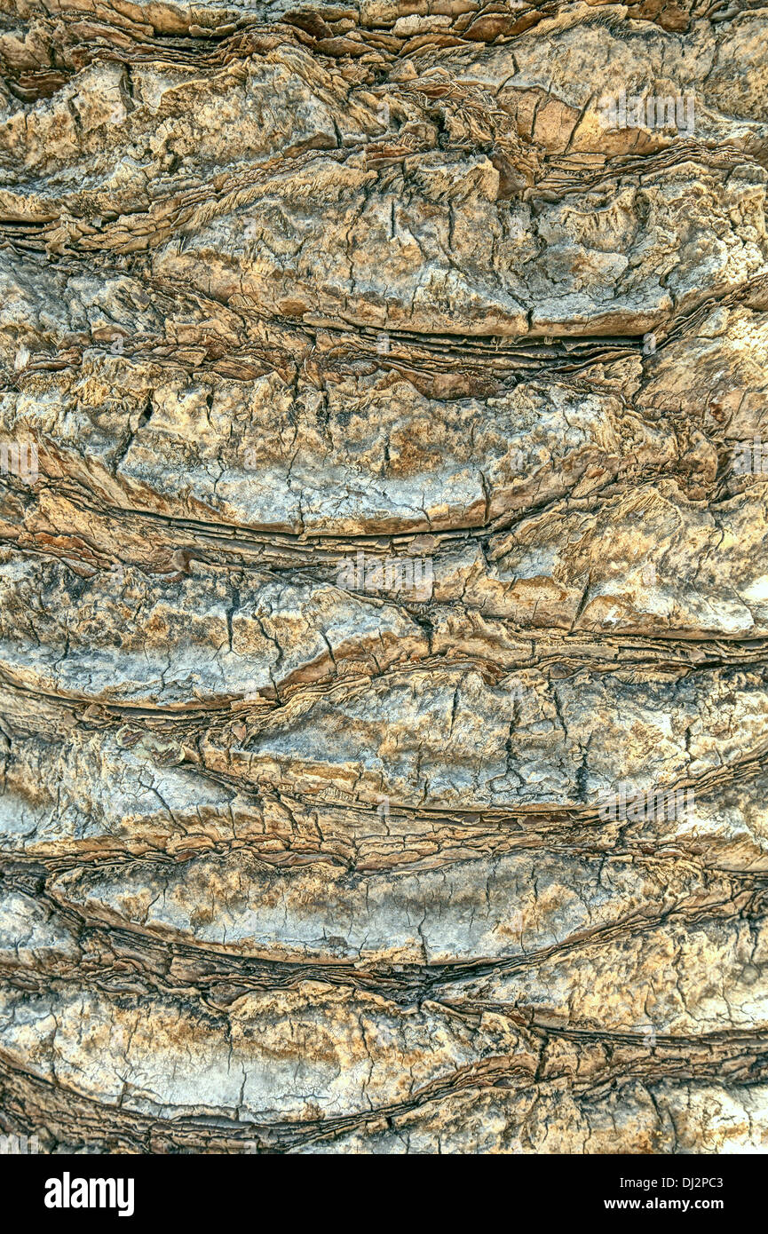 Palm tree trunk background Stock Photo - Alamy