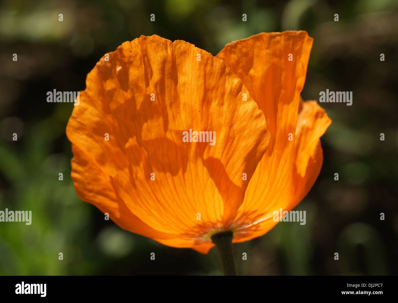 Papaver rupifragum atlanticum hi-res stock photography and images - Alamy