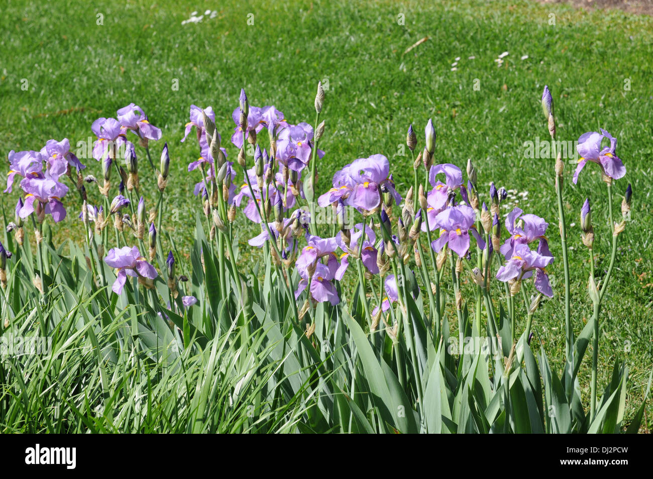 Dalamatiner iris hi-res stock photography and images - Alamy