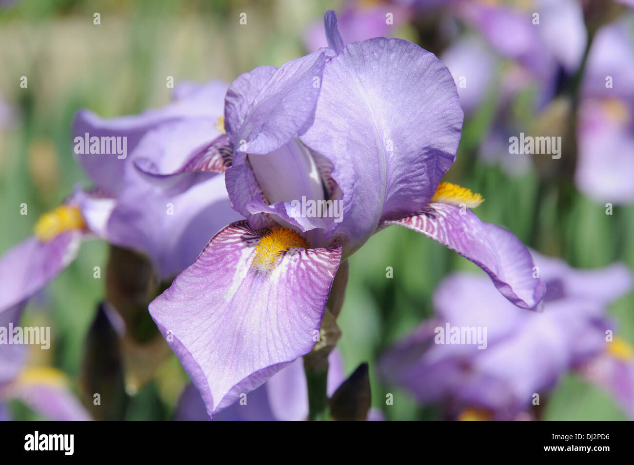 Dalmatian iris or sweet iris hi-res stock photography and images - Alamy