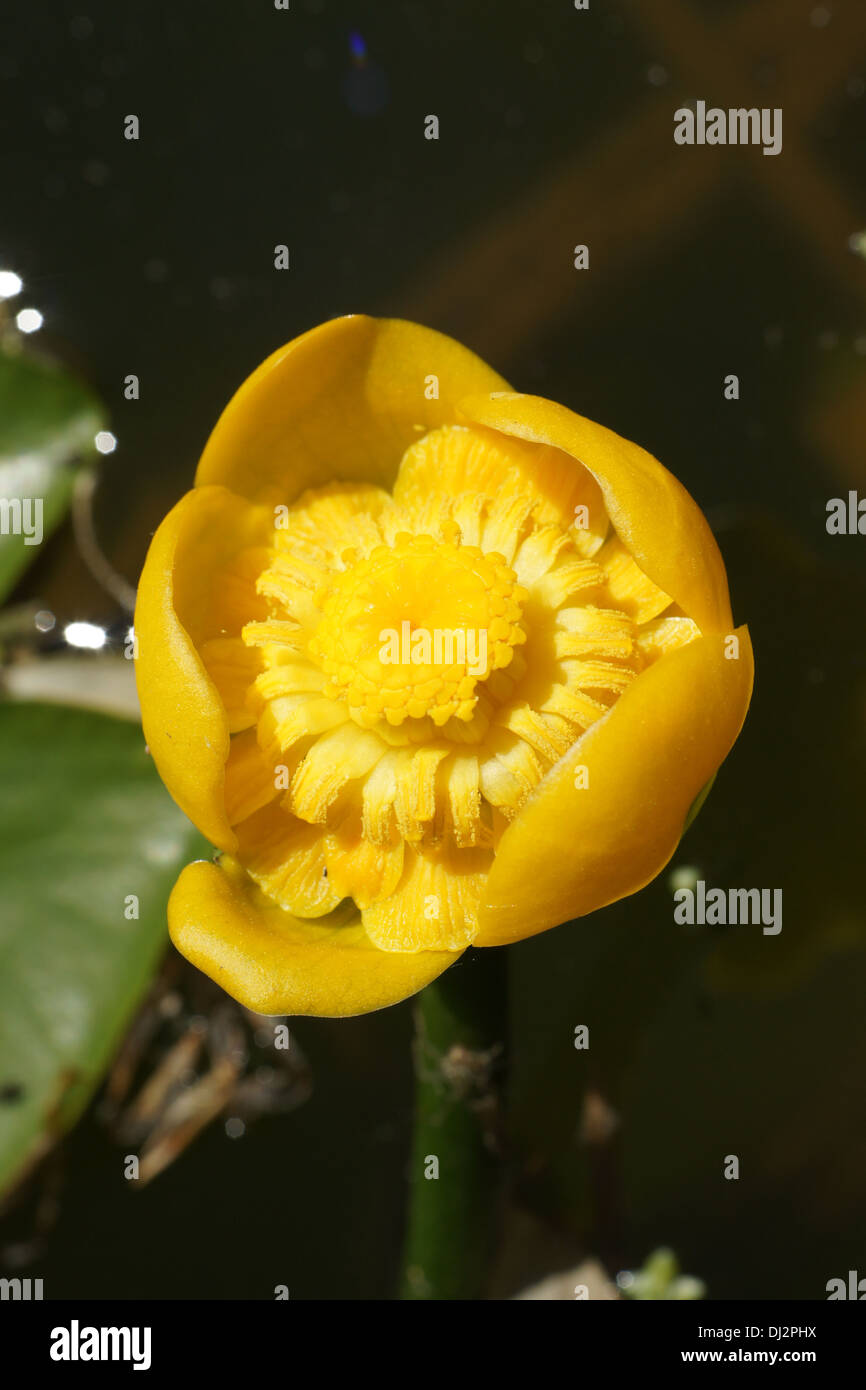 Yello water lily hi-res stock photography and images - Alamy