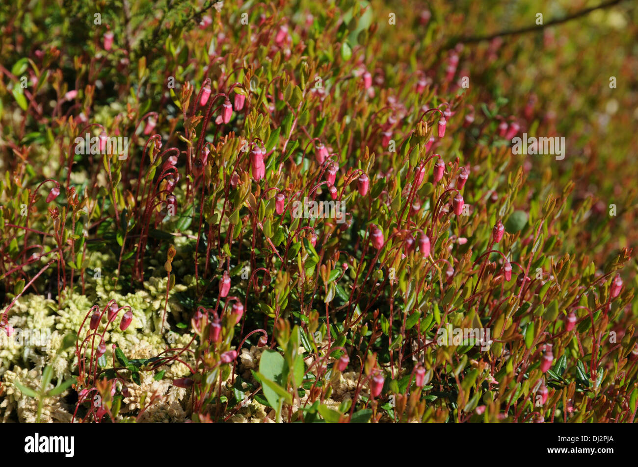 Moorbeere hi-res stock photography and images - Alamy
