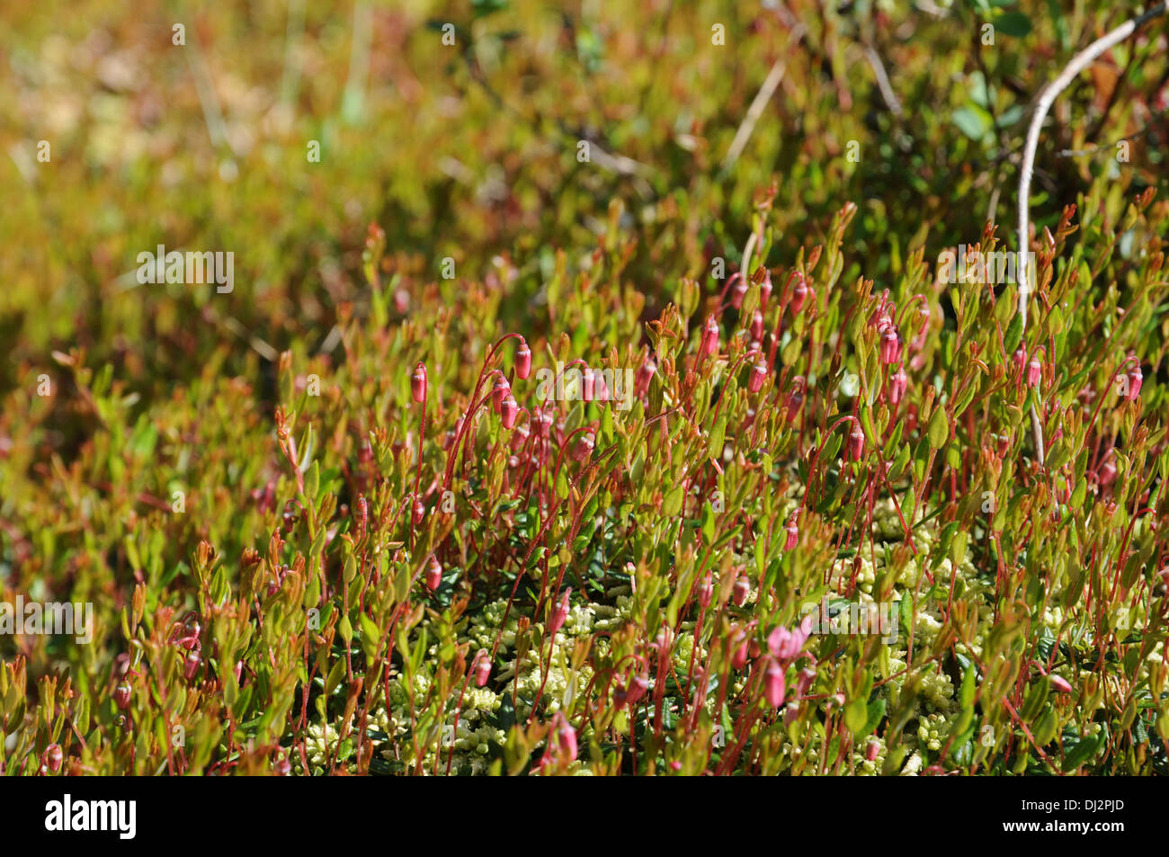 Moorbeere High Resolution Stock Photography and Images - Alamy