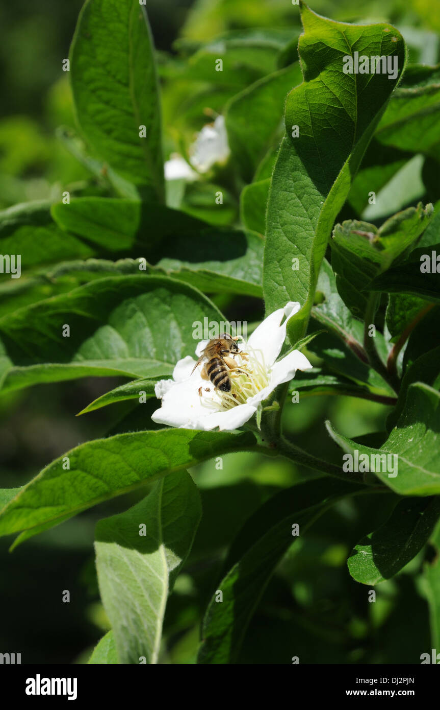 Medlar flower hi-res stock photography and images - Alamy