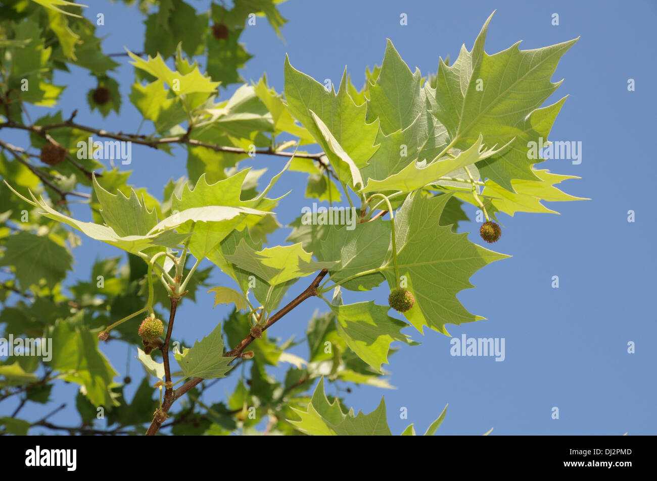Planes tree hi-res stock photography and images - Alamy