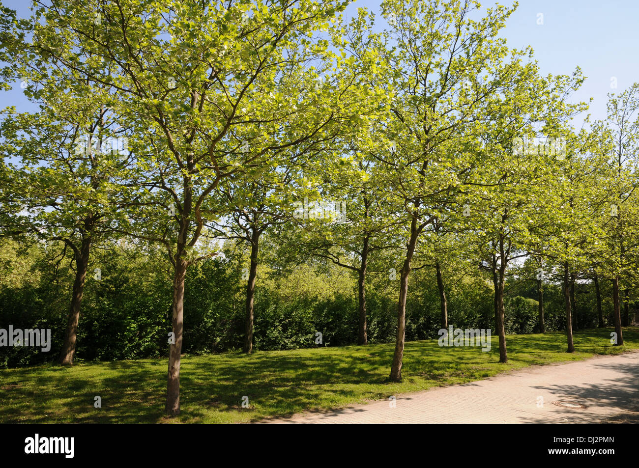 Plane trees Stock Photo - Alamy
