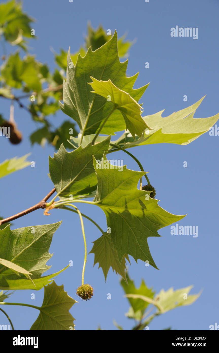 Planes tree hi-res stock photography and images - Alamy