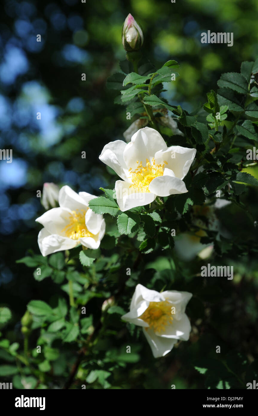 Field rose hi-res stock photography and images - Alamy