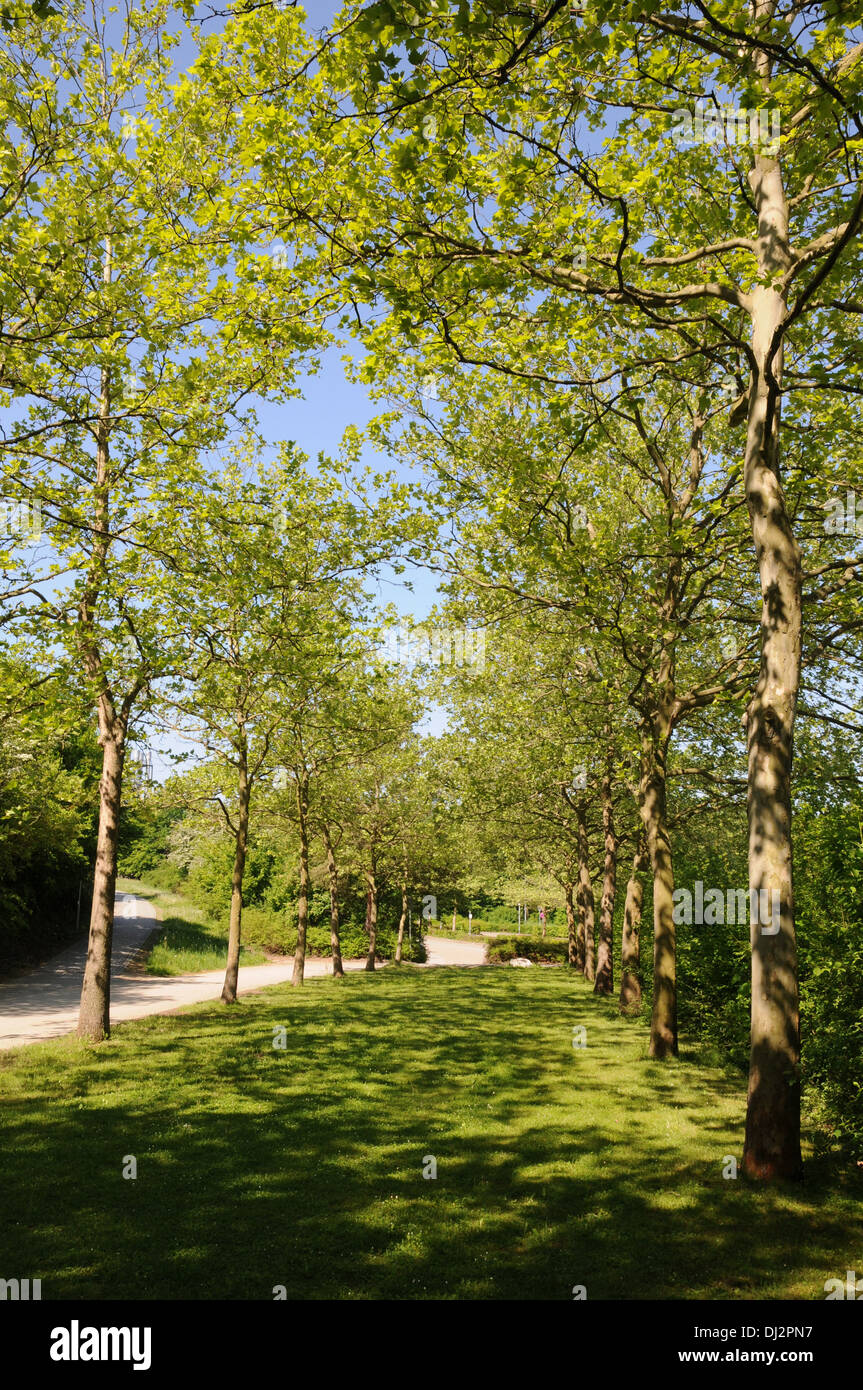 Platane trees hi-res stock photography and images - Alamy