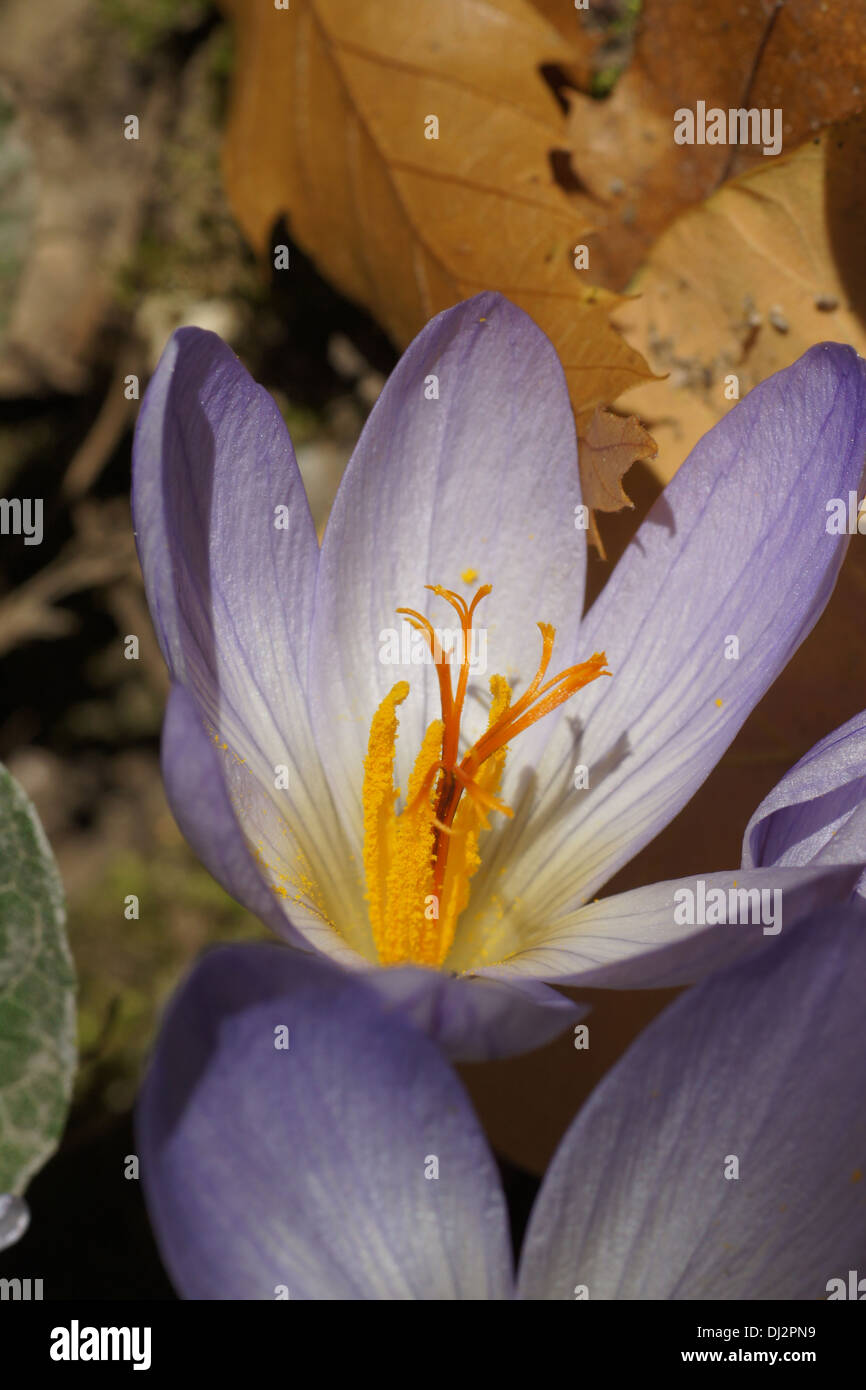 Safran Blume High Resolution Stock Photography and Images - Alamy