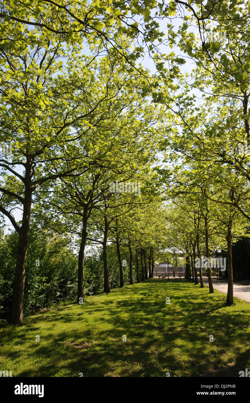 Plane trees hi-res stock photography and images - Alamy