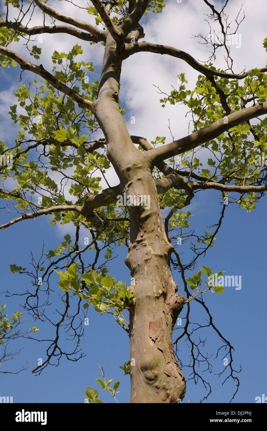 Planes Tree High Resolution Stock Photography and Images - Alamy