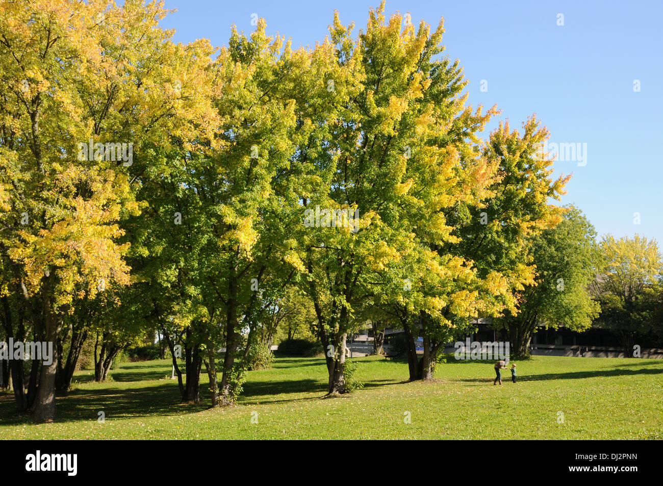 Fall silver maple leaves hi-res stock photography and images - Alamy