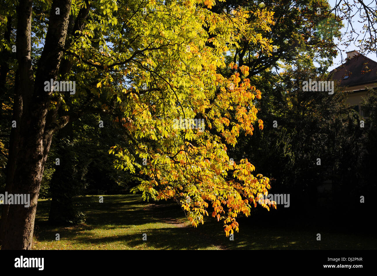 Yellow buckeye leaves hi-res stock photography and images - Alamy