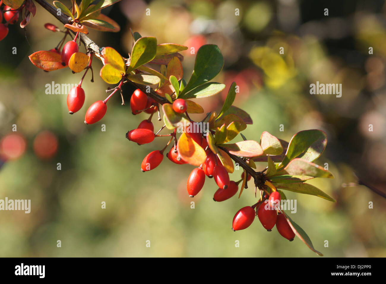 Red barberry hi-res stock photography and images - Alamy