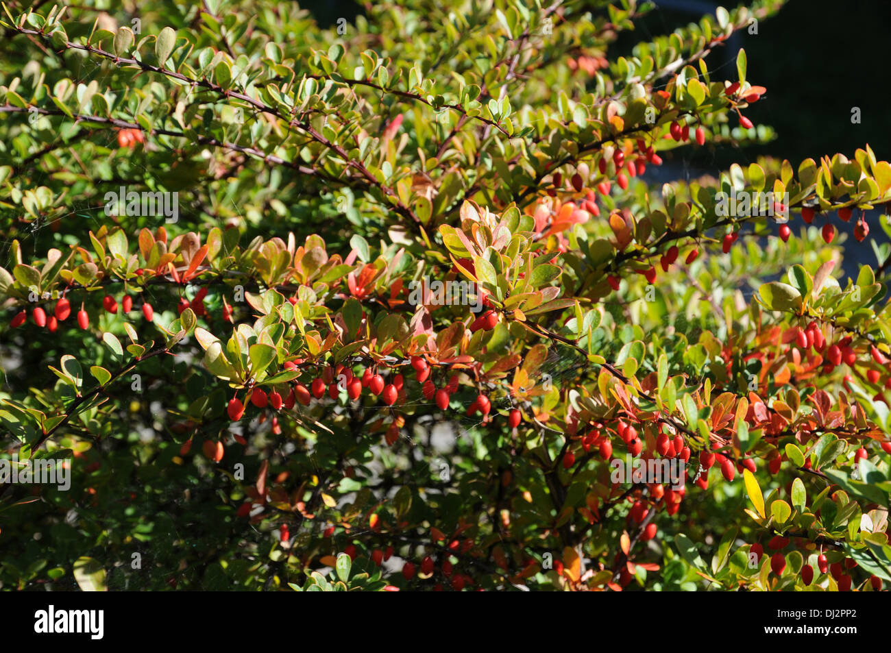 Red barberry hi-res stock photography and images - Alamy