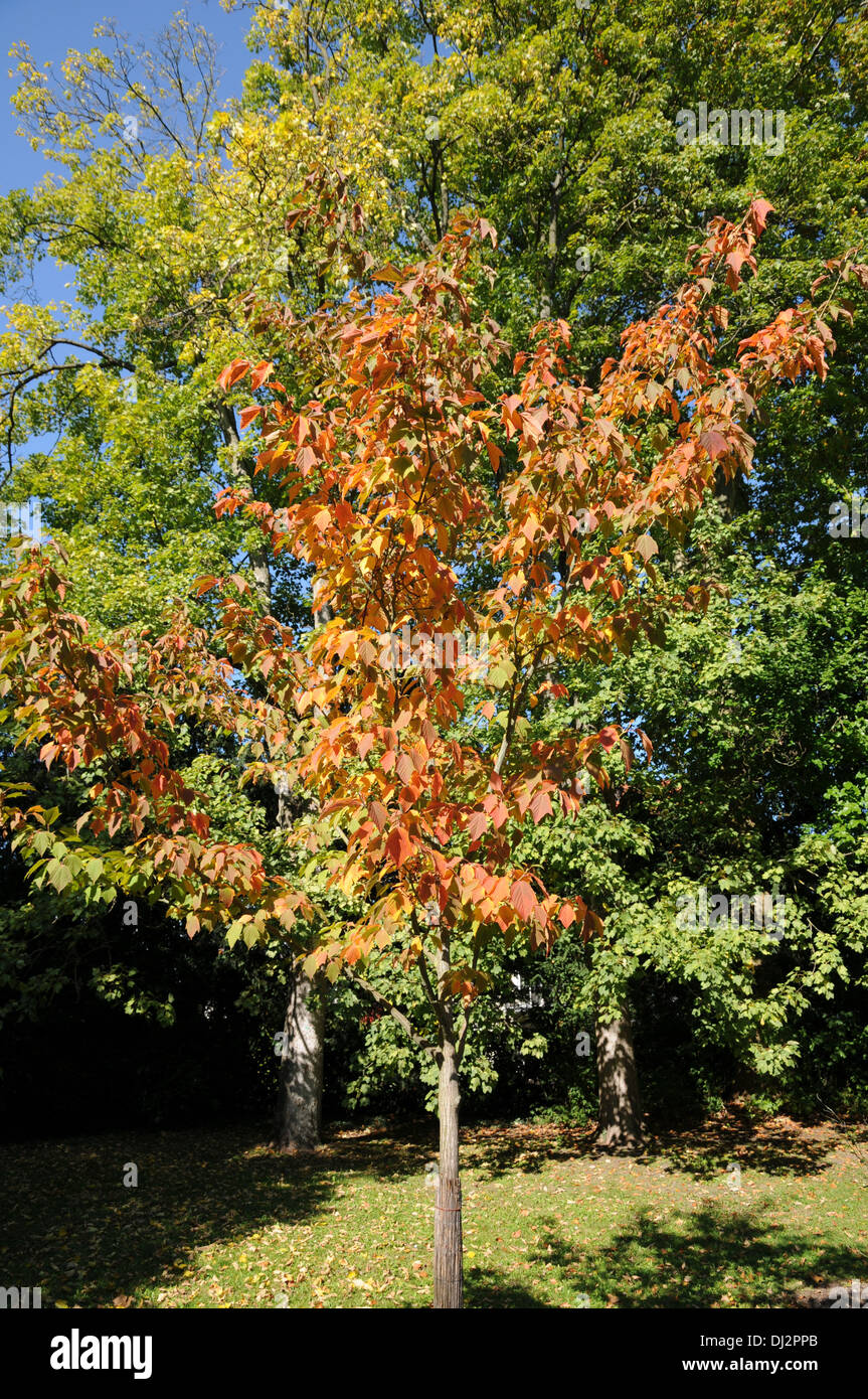Red snakebark maple acer hi-res stock photography and images - Alamy