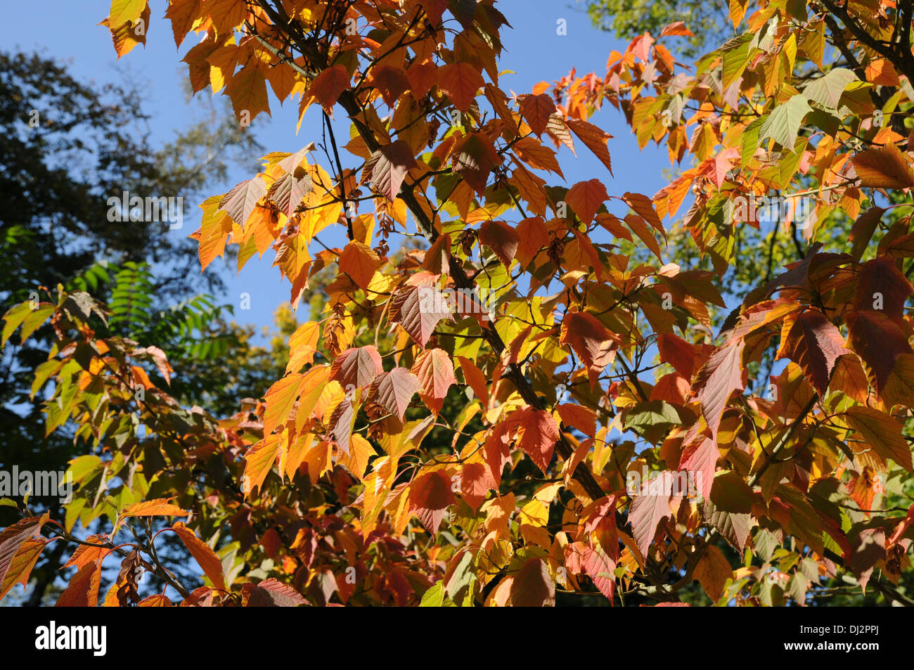 Snakebark hi-res stock photography and images - Alamy
