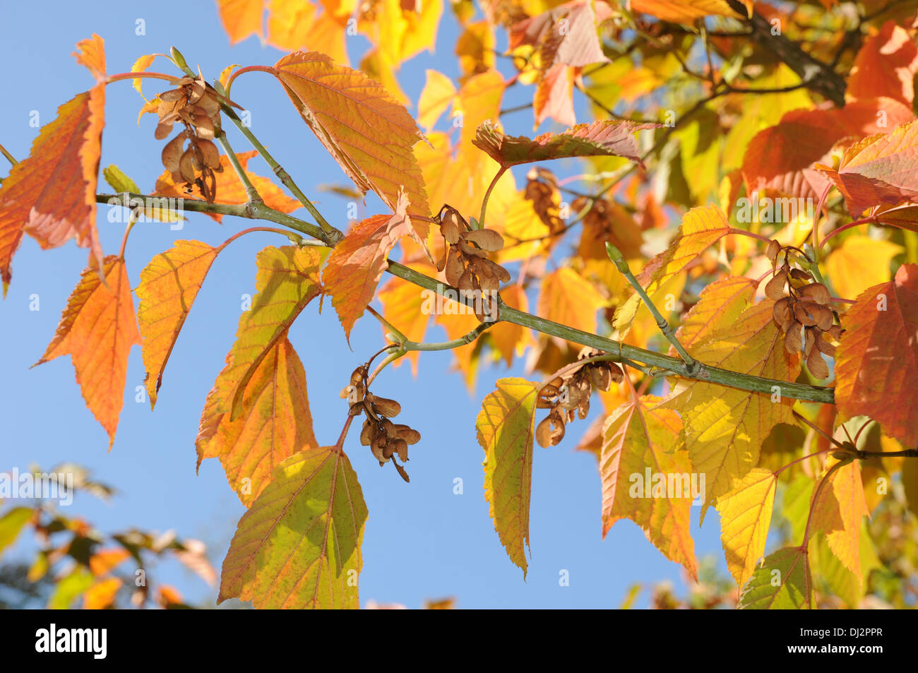 Red snakebark maple Stock Photo - Alamy
