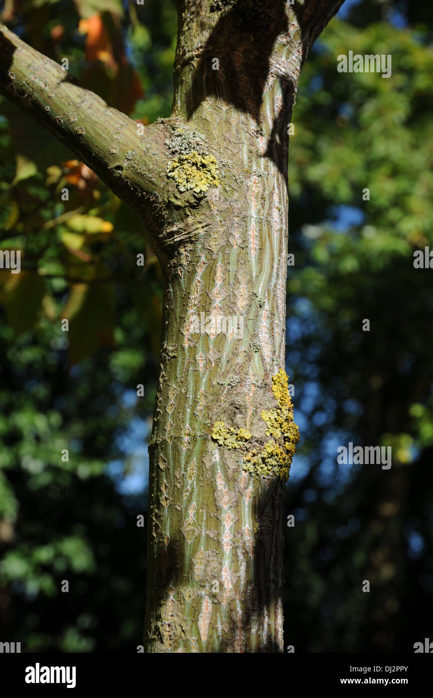 Red snakebark maple Stock Photo - Alamy