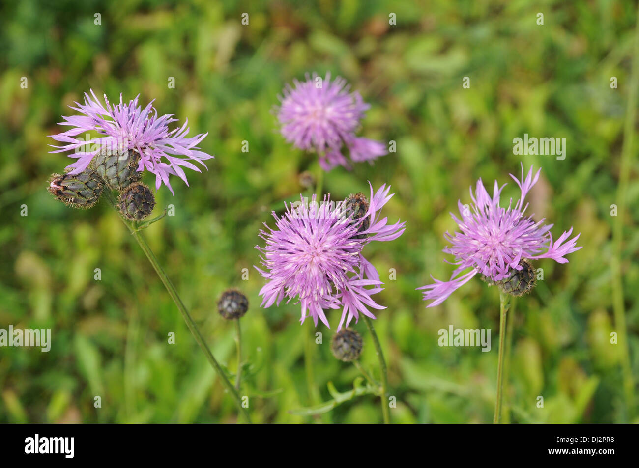 Greater knapweeds centaurea scabiosa hi-res stock photography and ...