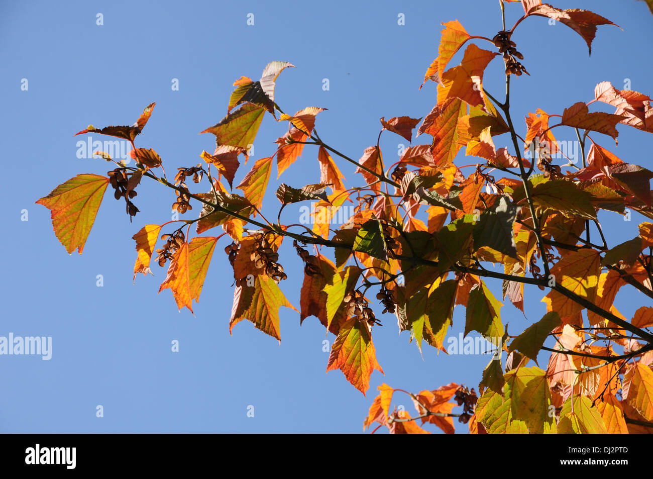 Snakebark maples hi-res stock photography and images - Alamy